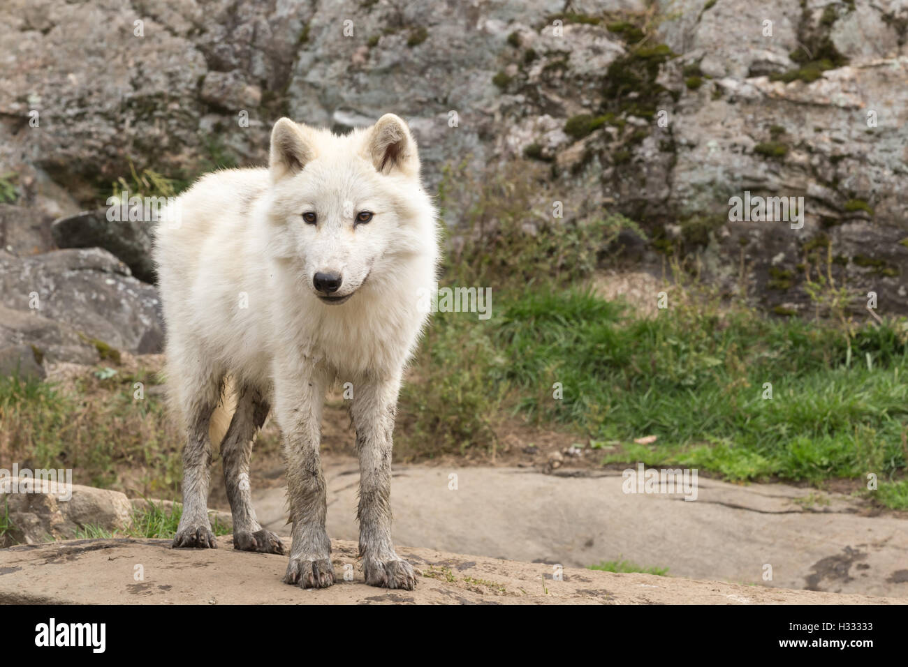 Arctic wolf in the fall forest Stock Photo - Alamy