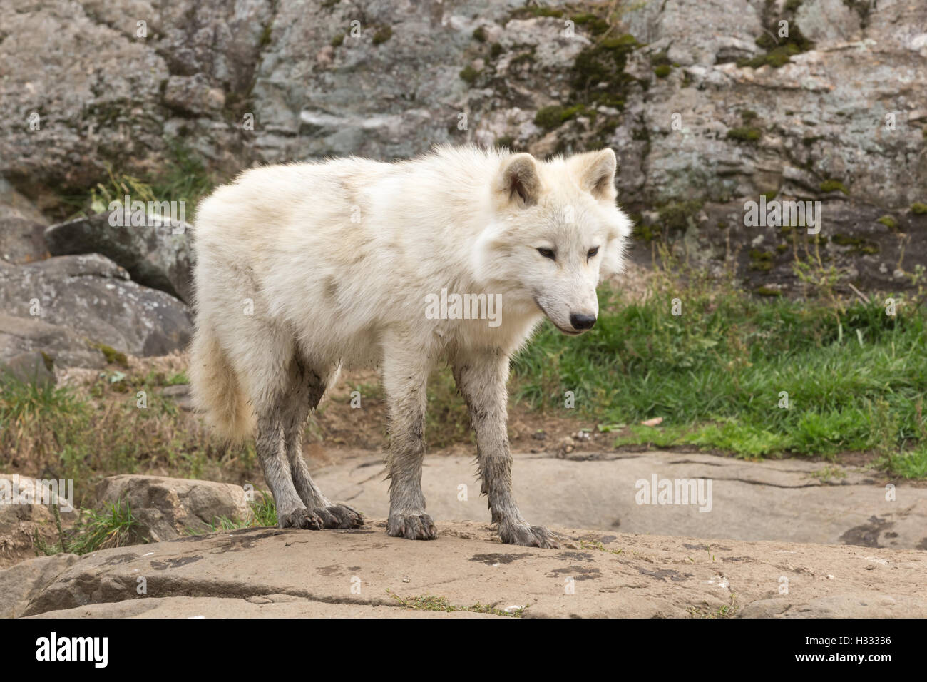 Arctic wolf in the fall forest Stock Photo - Alamy