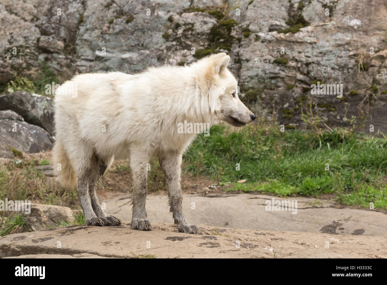 Arctic wolf in the fall forest Stock Photo - Alamy