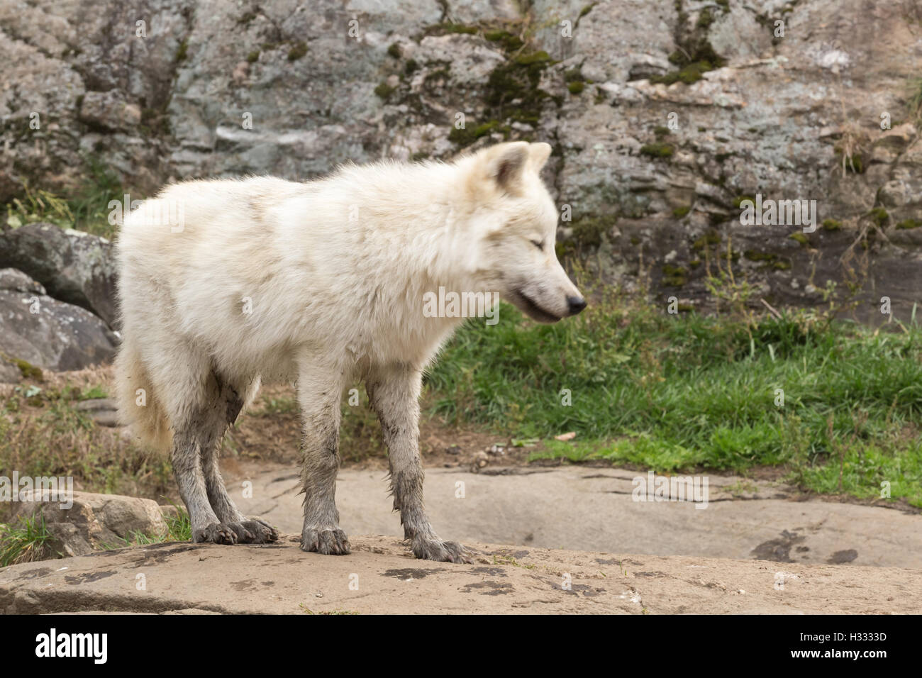 Arctic wolf in the fall forest Stock Photo - Alamy