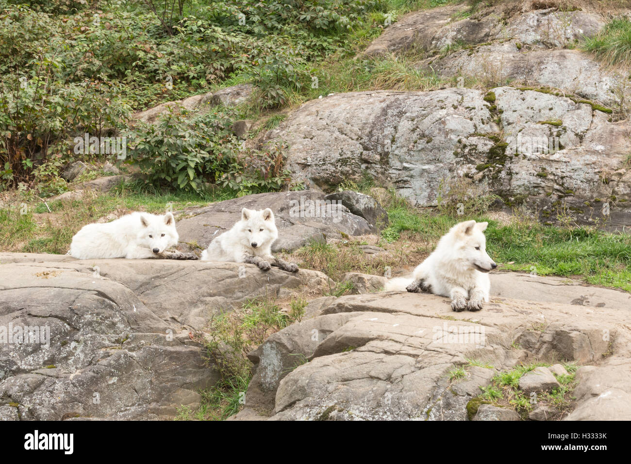Arctic wolf in the fall forest Stock Photo - Alamy