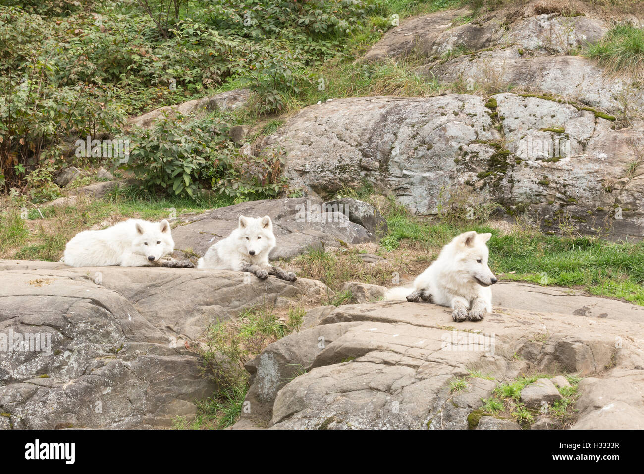 Arctic wolf in the fall forest Stock Photo - Alamy