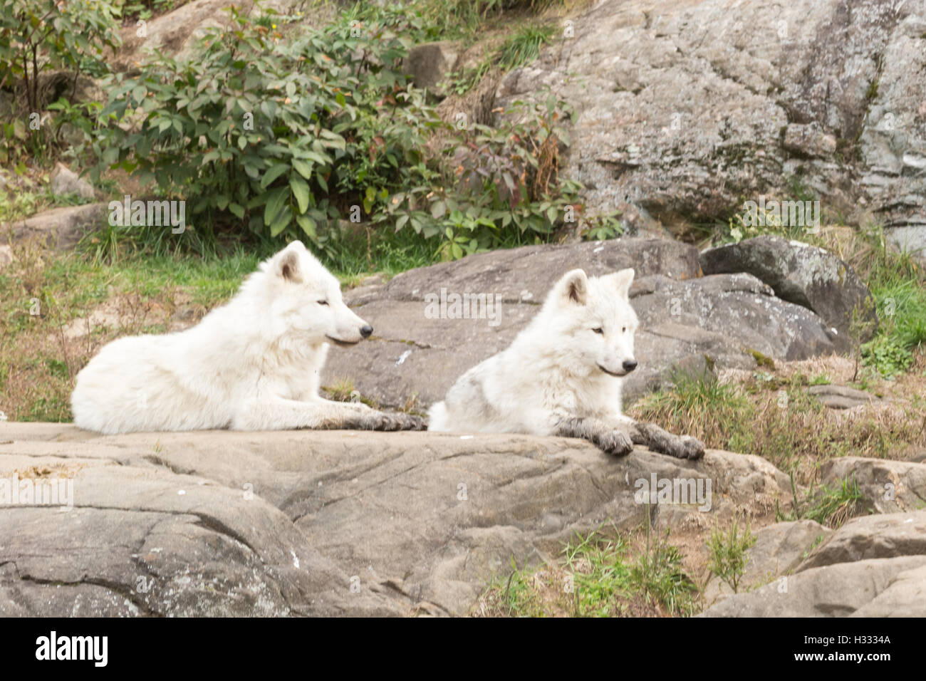 Arctic wolf in the fall forest Stock Photo - Alamy