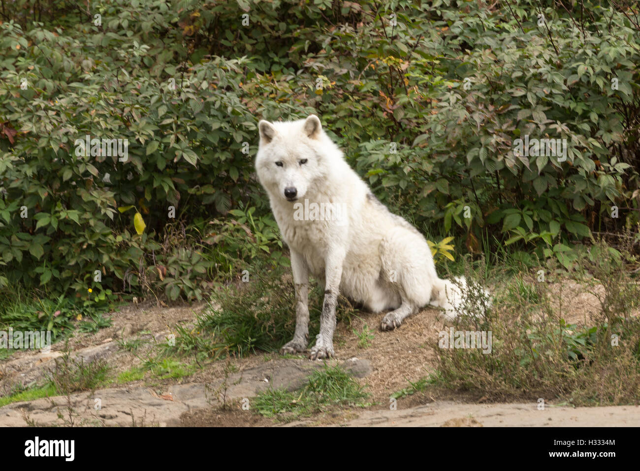 Arctic wolf in the fall forest Stock Photo - Alamy