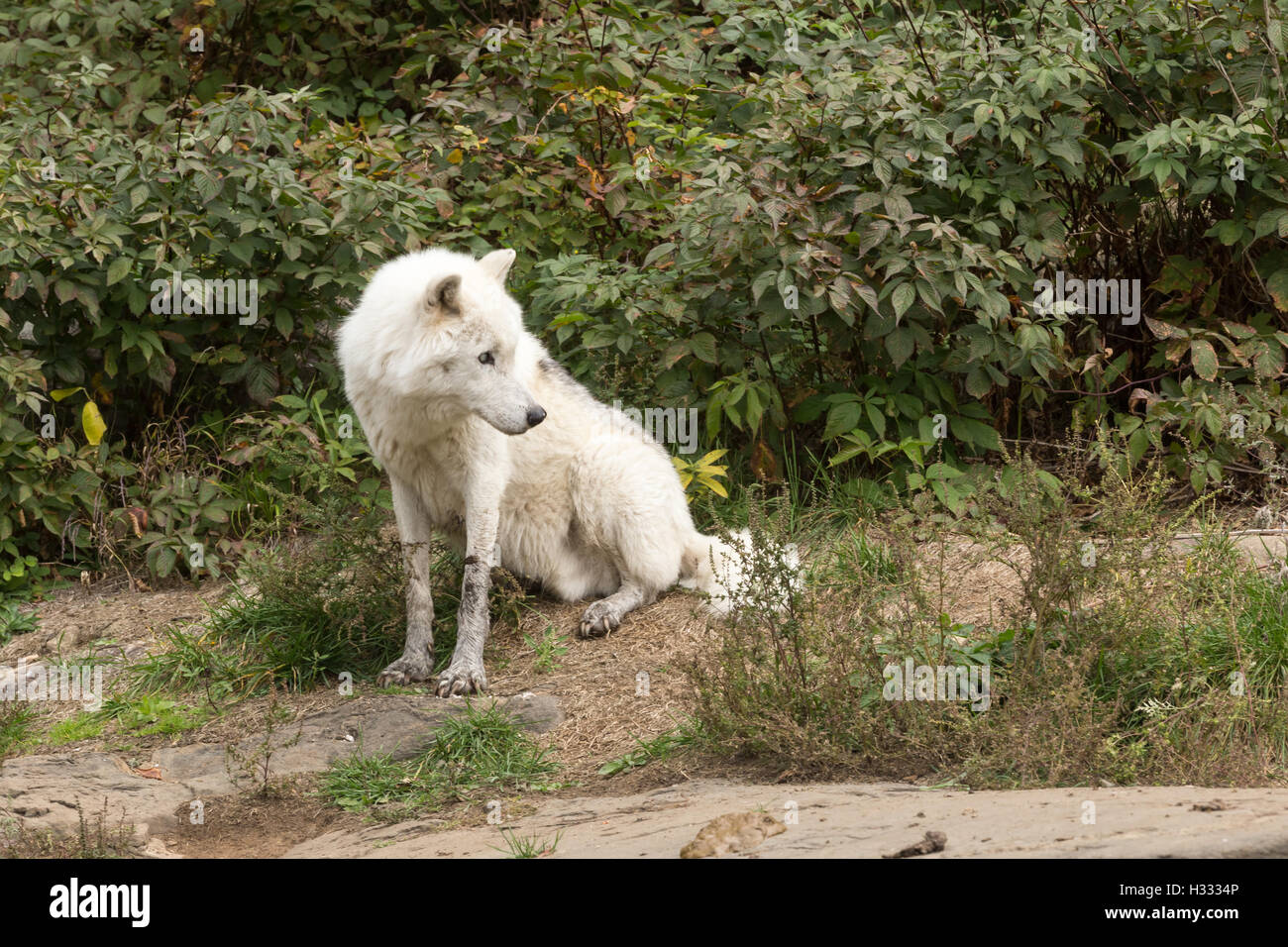 Arctic wolf in the fall forest Stock Photo - Alamy