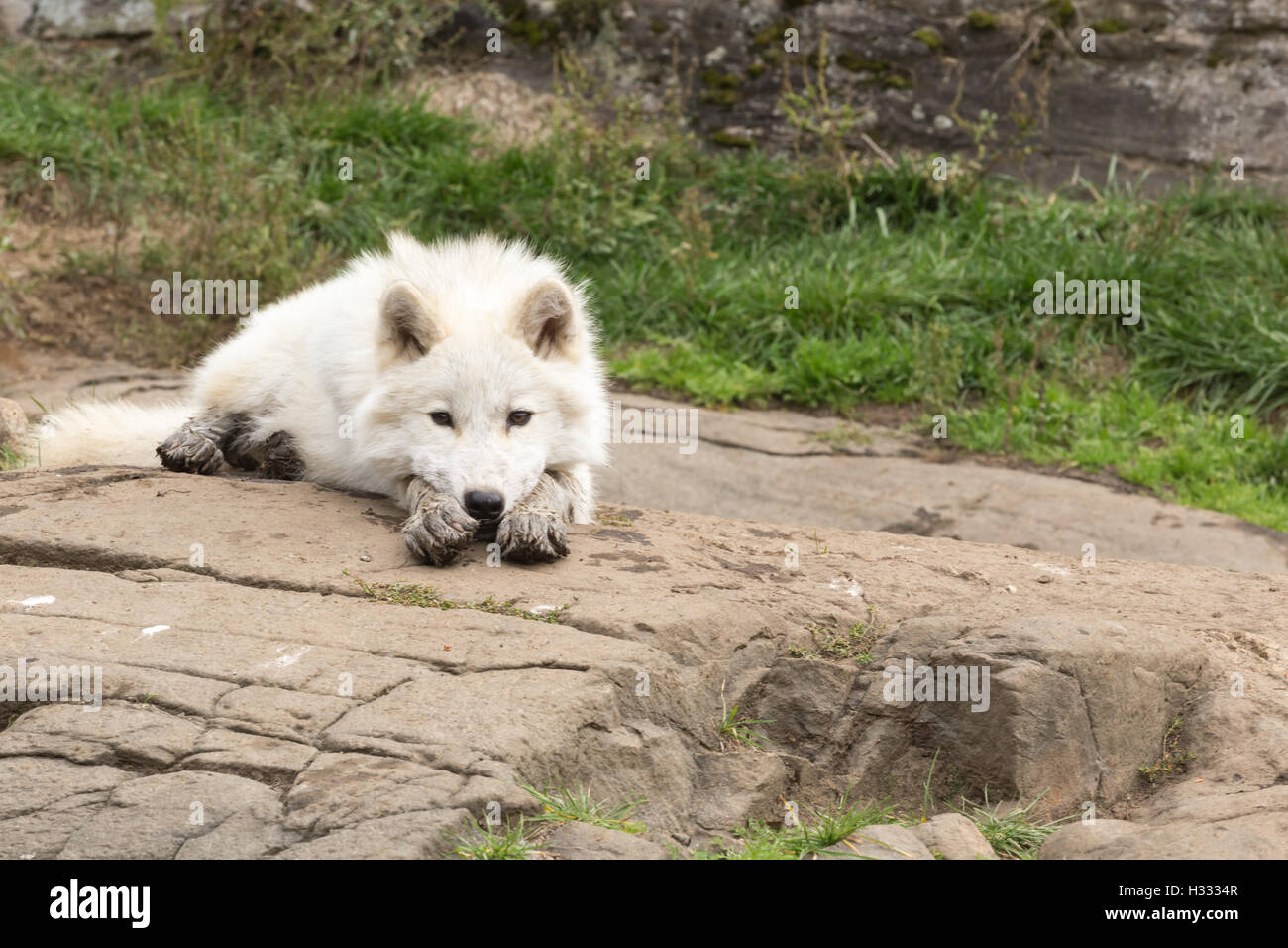 Arctic wolf in the fall forest Stock Photo - Alamy