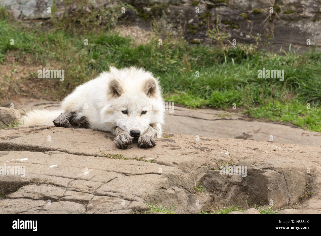 Arctic wolf in the fall forest Stock Photo - Alamy