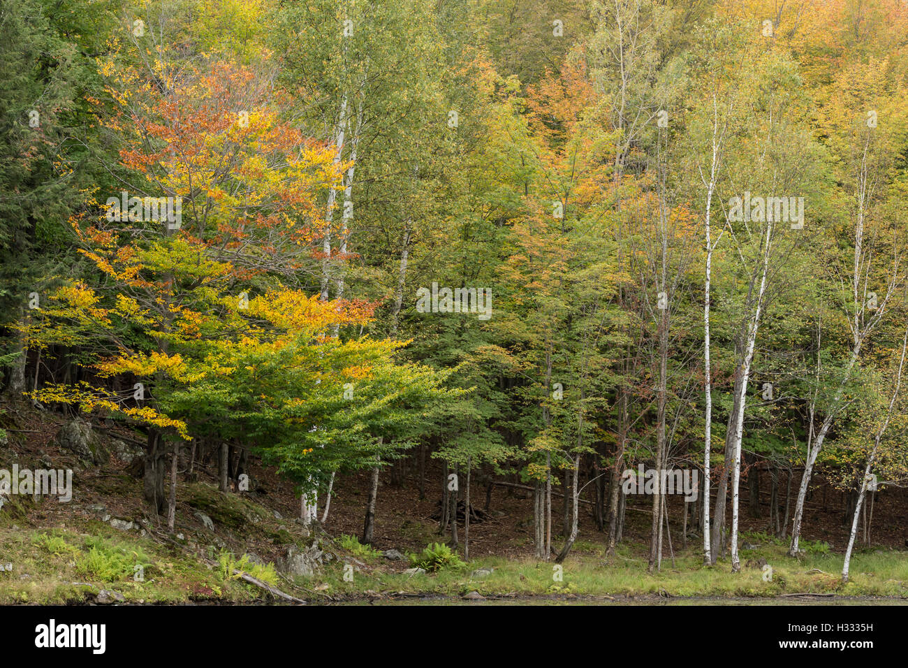 Fall trees with colorful leafs Stock Photo - Alamy