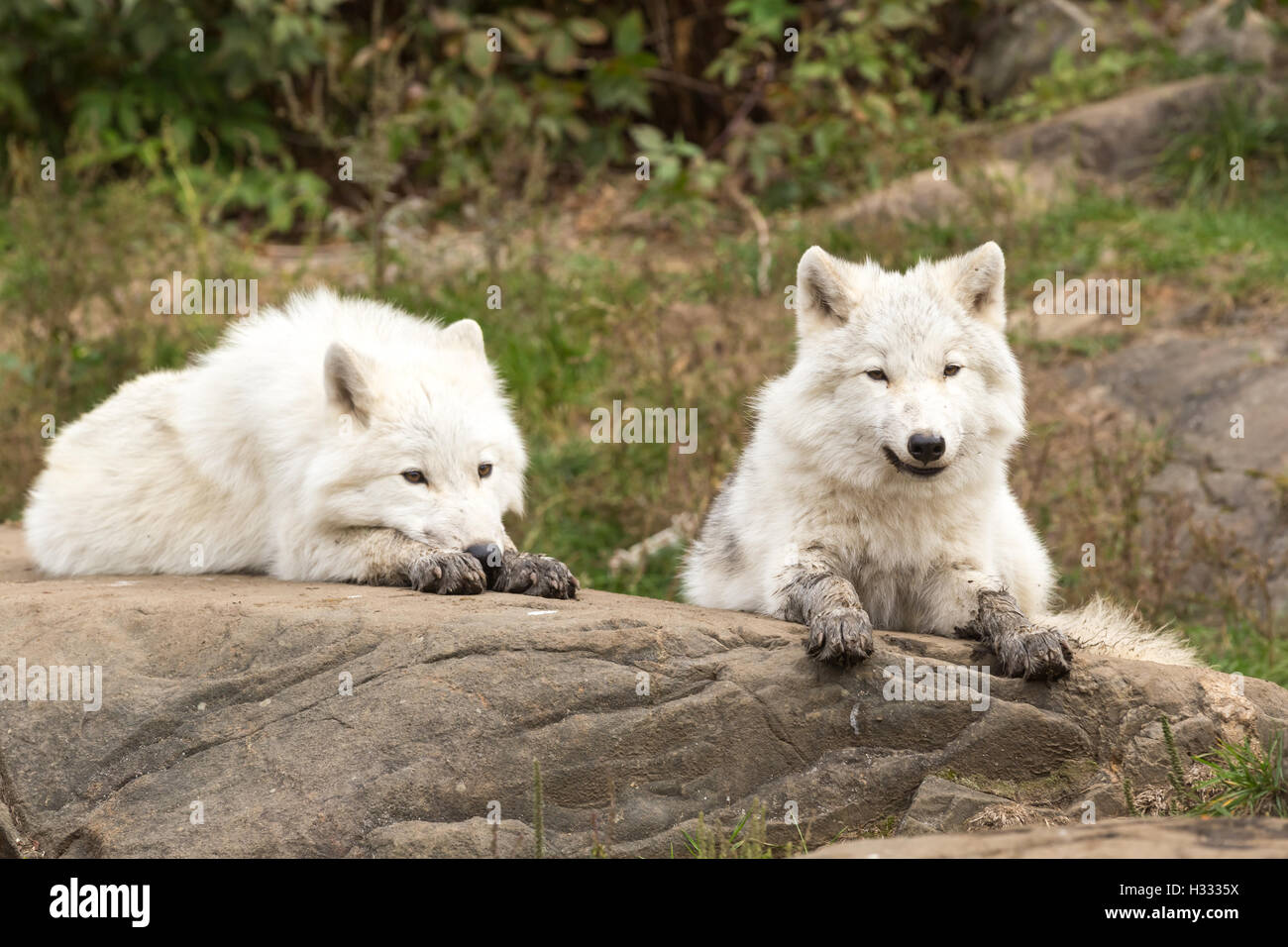 Arctic wolf in the fall forest Stock Photo - Alamy