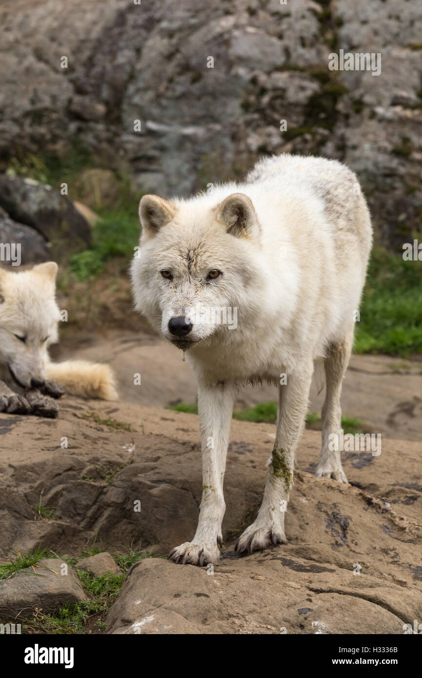 Arctic wolf in the fall forest Stock Photo - Alamy