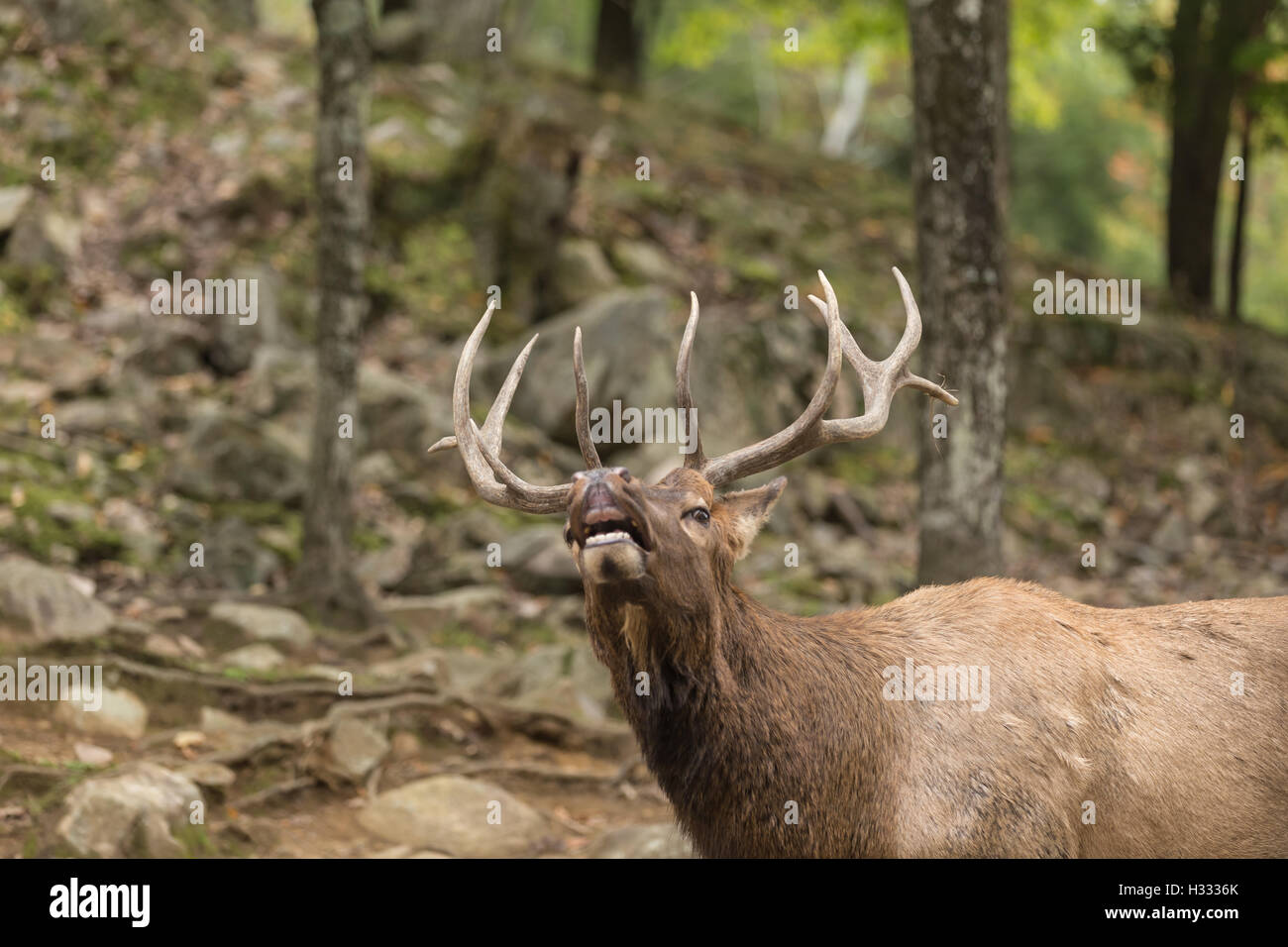 A lone, large deer in a fall forest Stock Photo - Alamy