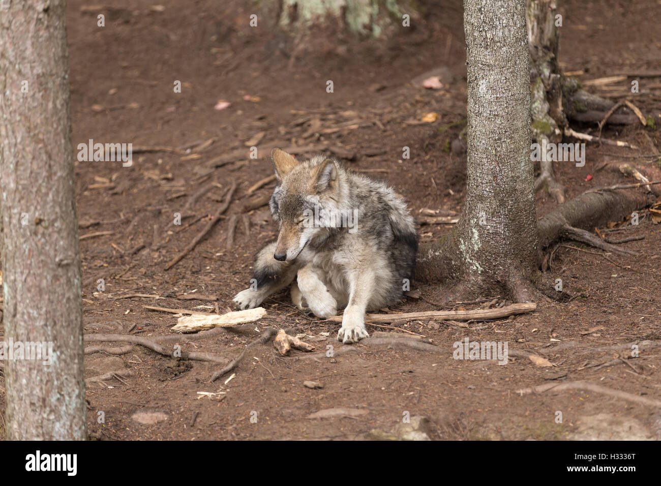 A lone timber wolf in a forest scene Stock Photo - Alamy