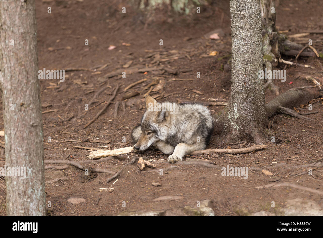 A lone timber wolf in a forest scene Stock Photo - Alamy