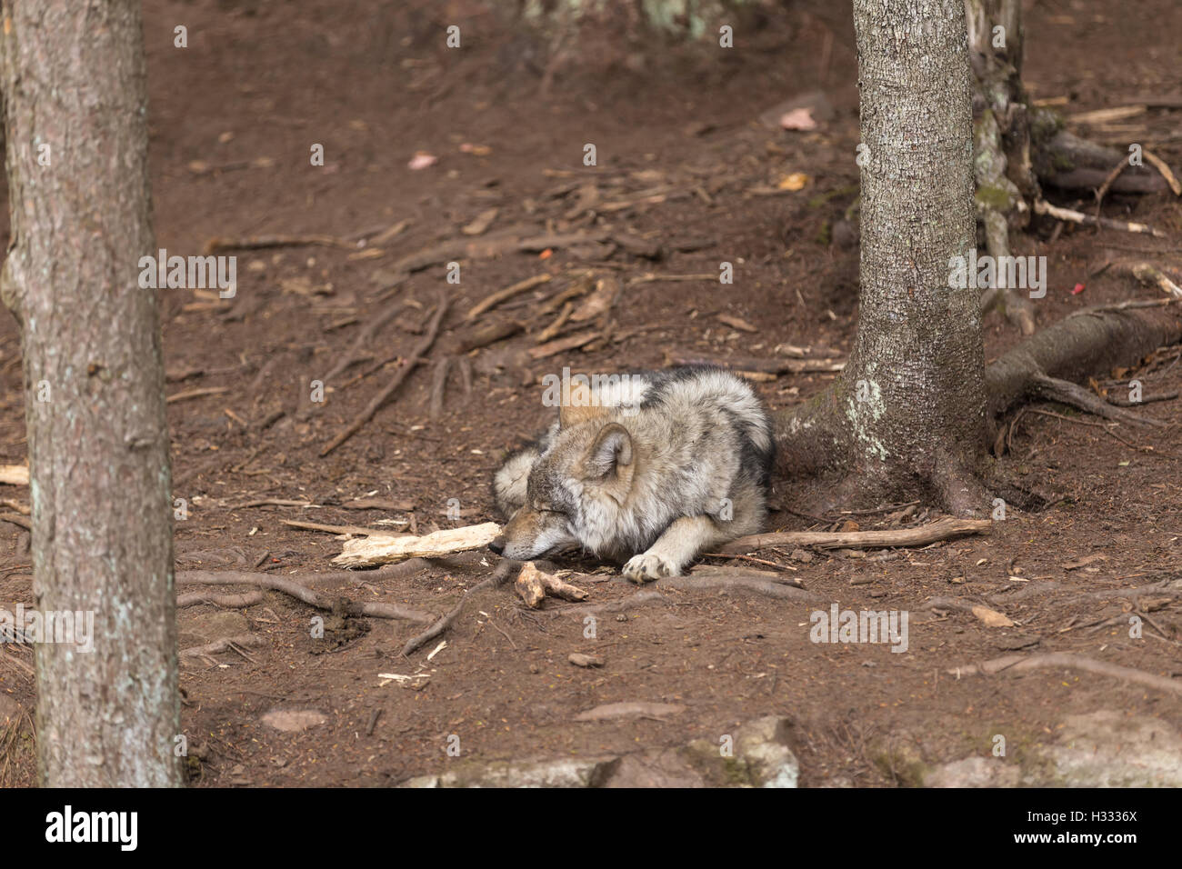 A lone timber wolf in a forest scene Stock Photo - Alamy