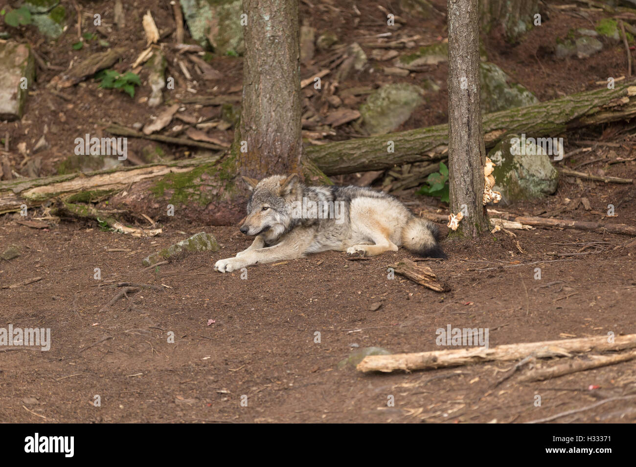 A lone timber wolf in a forest scene Stock Photo - Alamy
