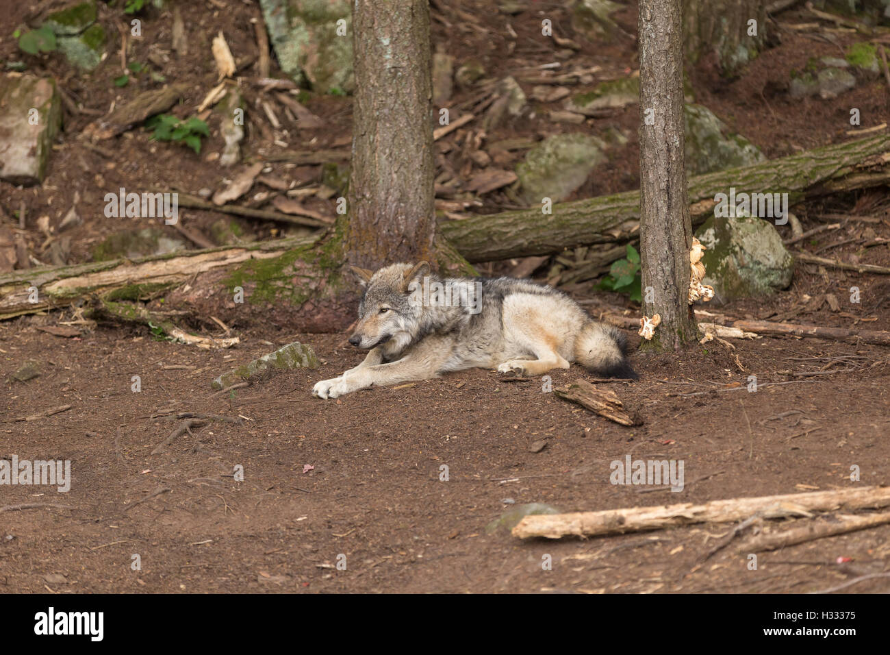 A lone timber wolf in a forest scene Stock Photo - Alamy