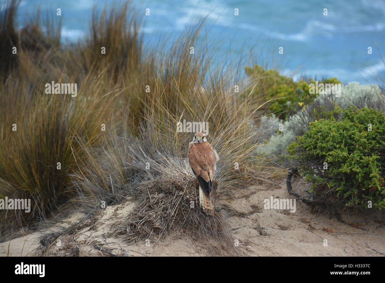Nankeen Kestrel Falcon on the Blairgowrie Coast, Victoria, Australia ...