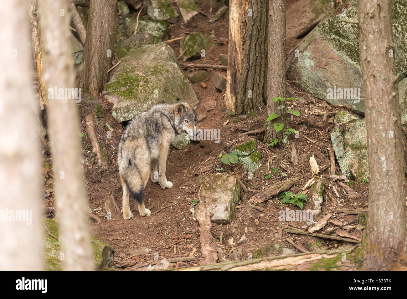 A lone timber wolf in a forest scene Stock Photo - Alamy