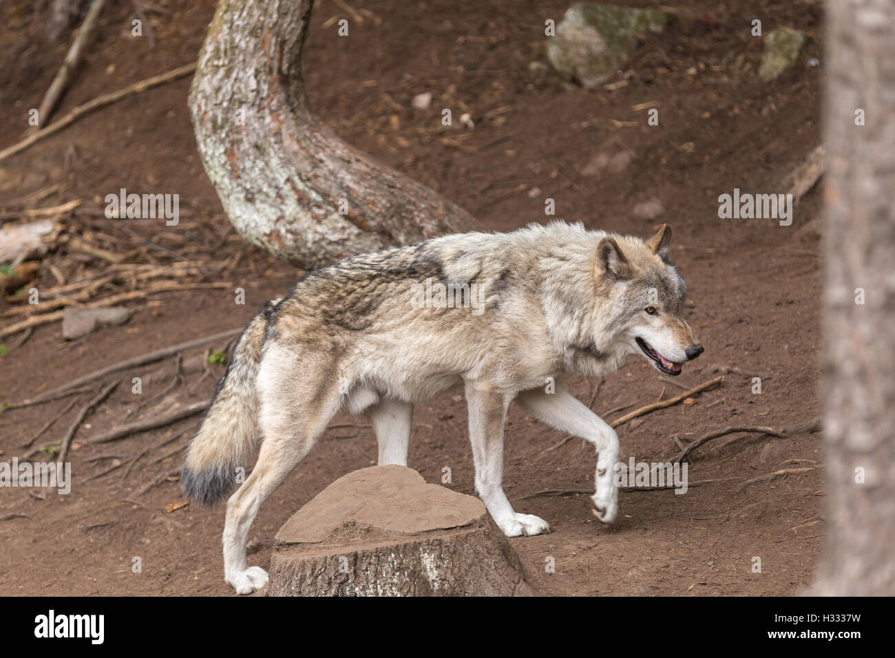 A lone timber wolf in a forest scene Stock Photo - Alamy