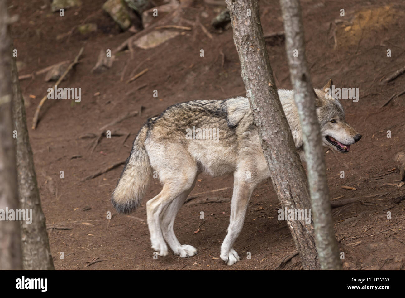 A lone timber wolf in a forest scene Stock Photo - Alamy