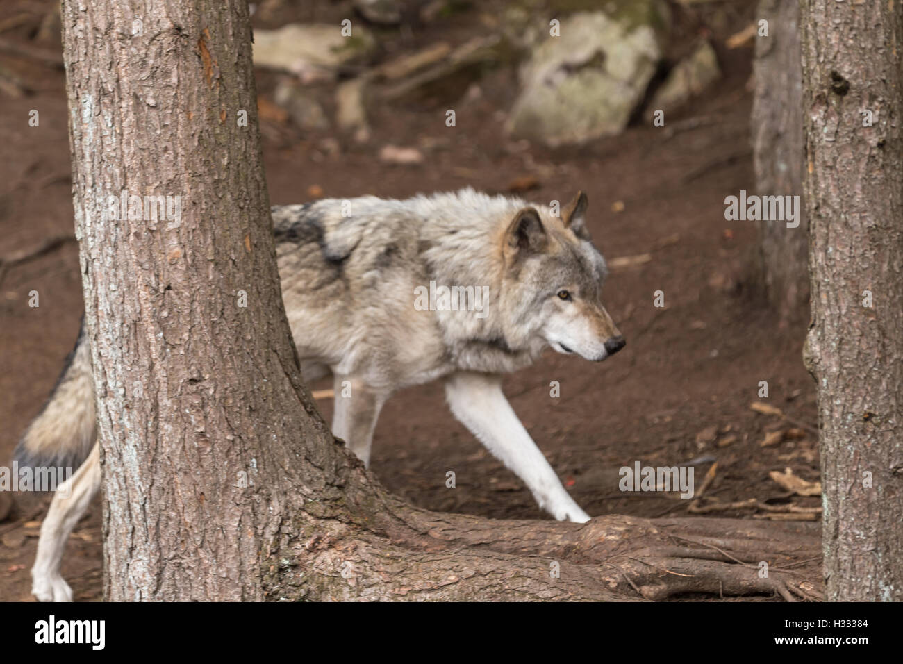 A lone timber wolf in a forest scene Stock Photo - Alamy