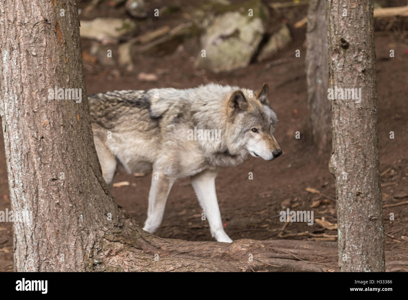 A lone timber wolf in a forest scene Stock Photo - Alamy