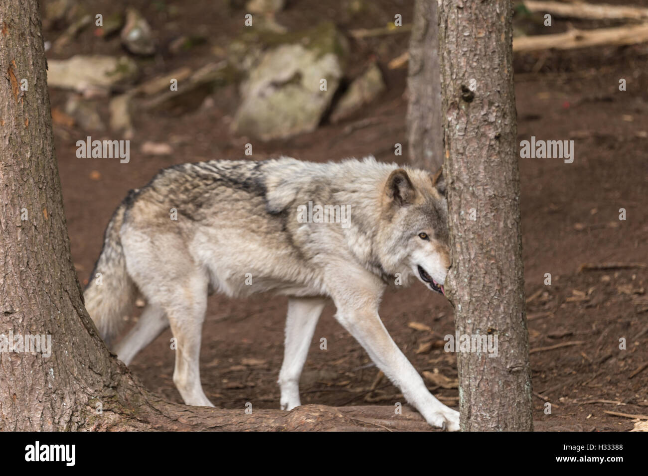 A lone timber wolf in a forest scene Stock Photo - Alamy