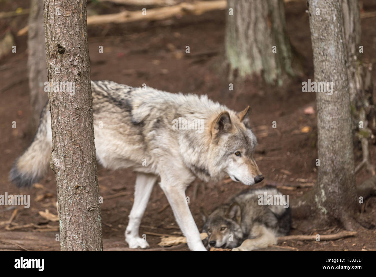A lone timber wolf in a forest scene Stock Photo - Alamy