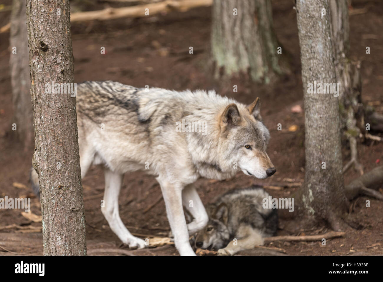 A lone timber wolf in a forest scene Stock Photo - Alamy