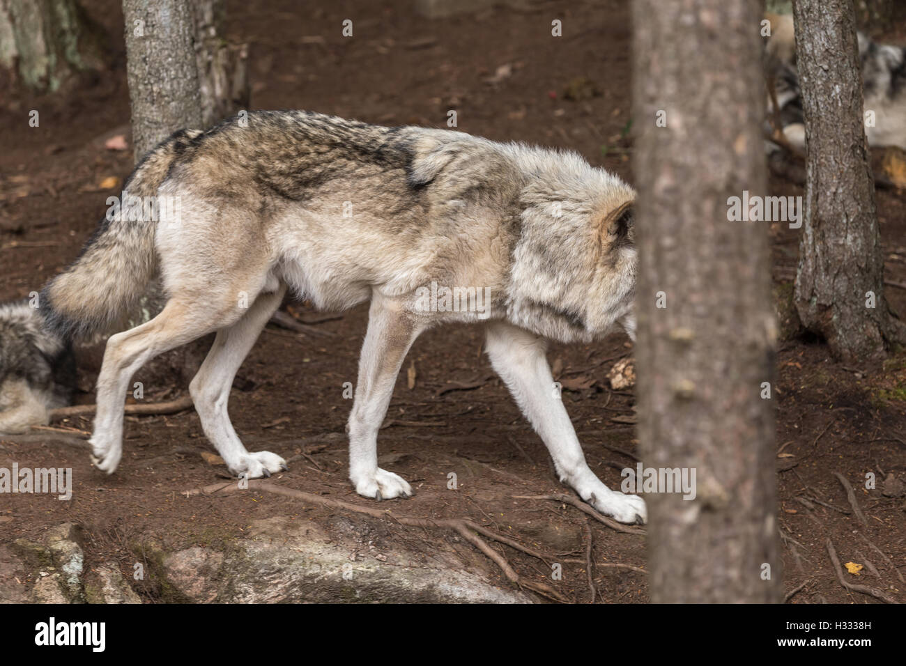 A lone timber wolf in a forest scene Stock Photo - Alamy