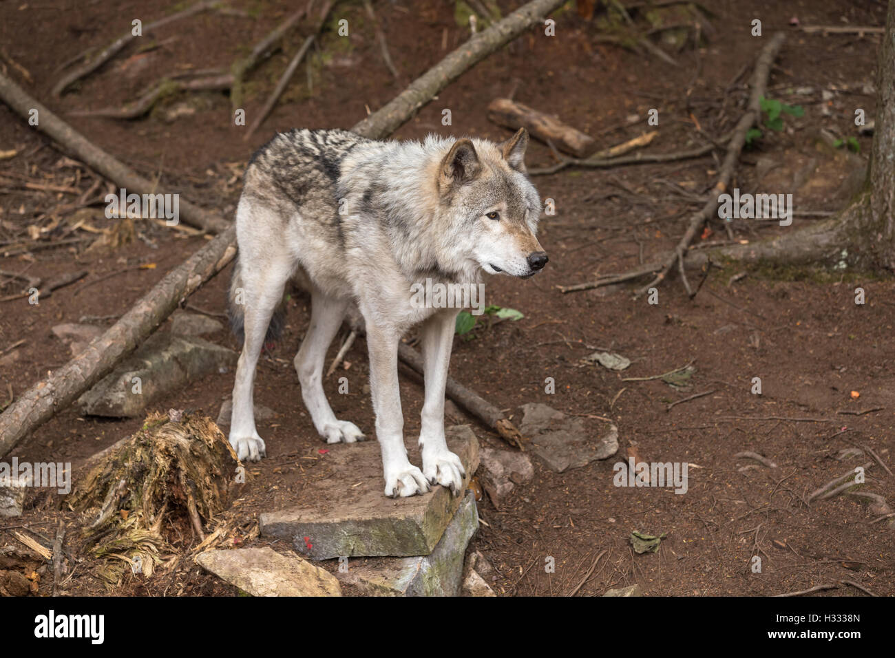 A lone timber wolf in a forest scene Stock Photo - Alamy