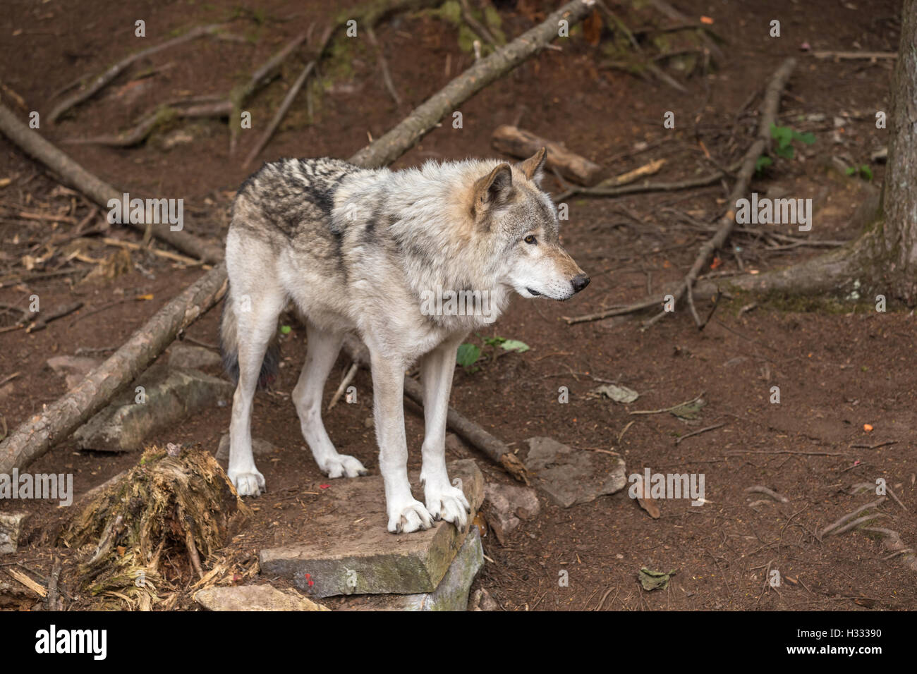 A lone timber wolf in a forest scene Stock Photo - Alamy