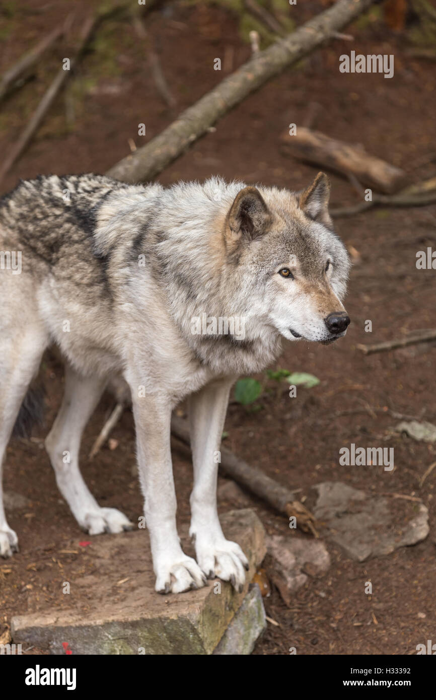 A lone timber wolf in a forest scene Stock Photo - Alamy