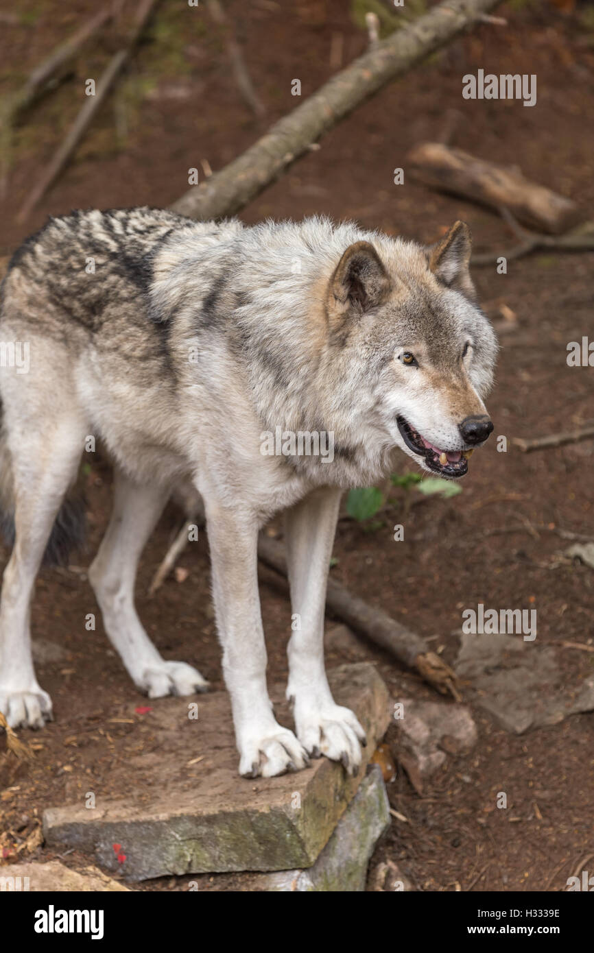 A lone timber wolf in a forest scene Stock Photo - Alamy