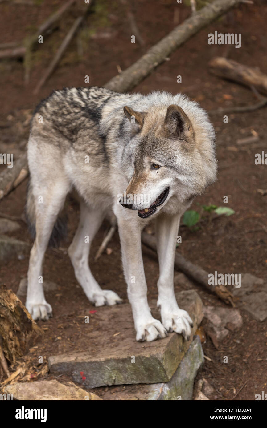 A lone timber wolf in a forest scene Stock Photo - Alamy
