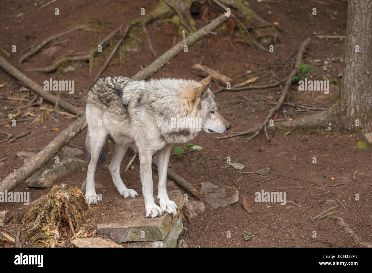 A lone timber wolf in a forest scene Stock Photo - Alamy