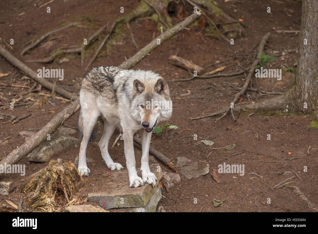 A lone timber wolf in a forest scene Stock Photo - Alamy