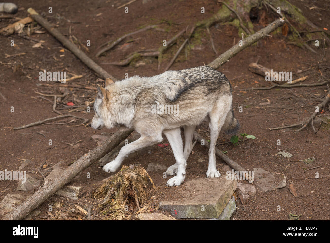 A lone timber wolf in a forest scene Stock Photo - Alamy
