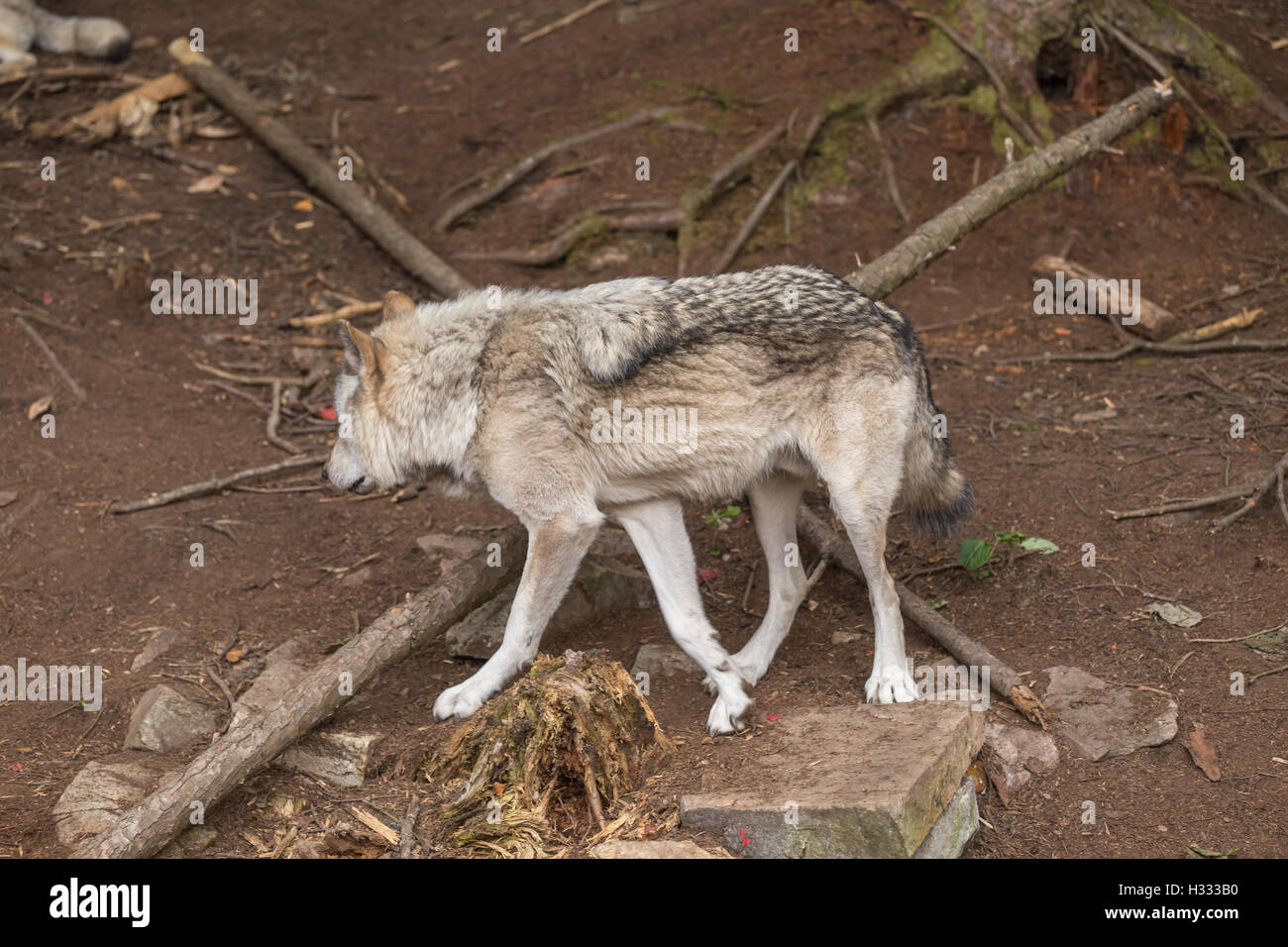 A lone timber wolf in a forest scene Stock Photo - Alamy
