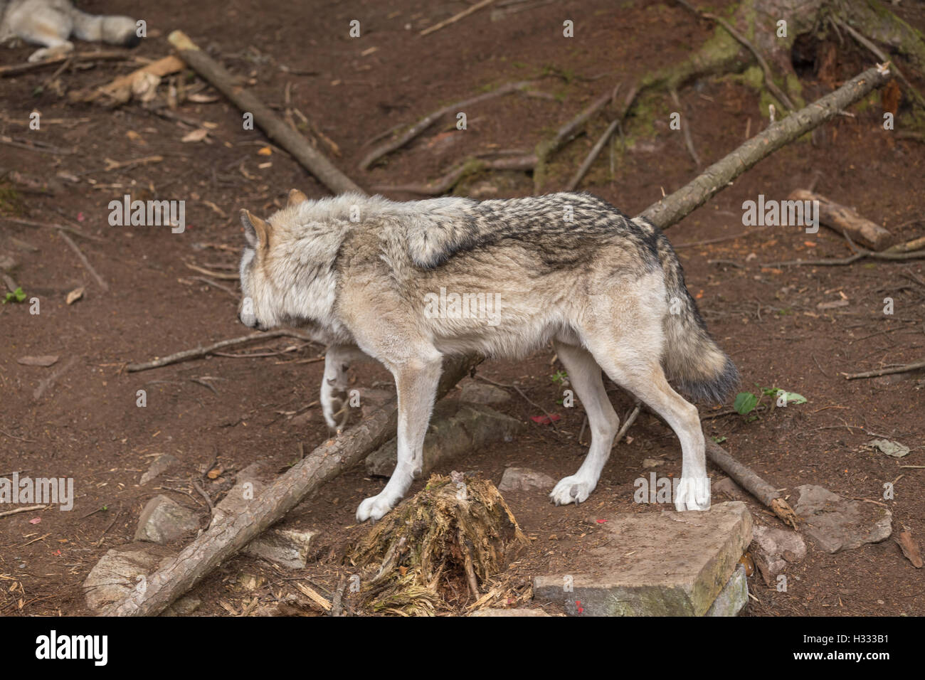 A lone timber wolf in a forest scene Stock Photo - Alamy