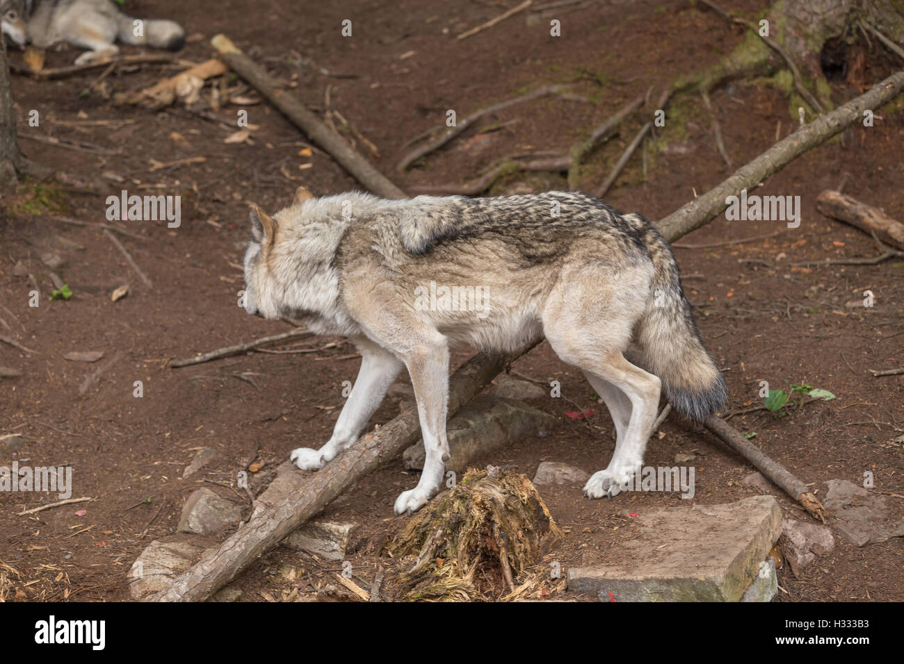 A lone timber wolf in a forest scene Stock Photo - Alamy