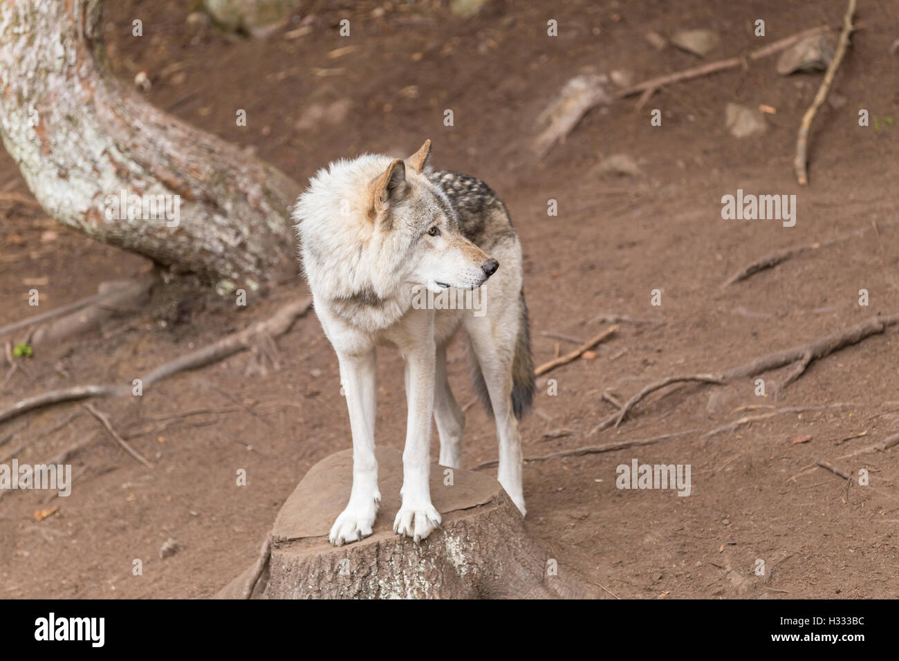 A lone timber wolf in a forest scene Stock Photo - Alamy