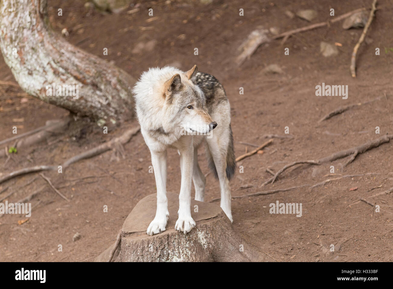 A lone timber wolf in a forest scene Stock Photo - Alamy