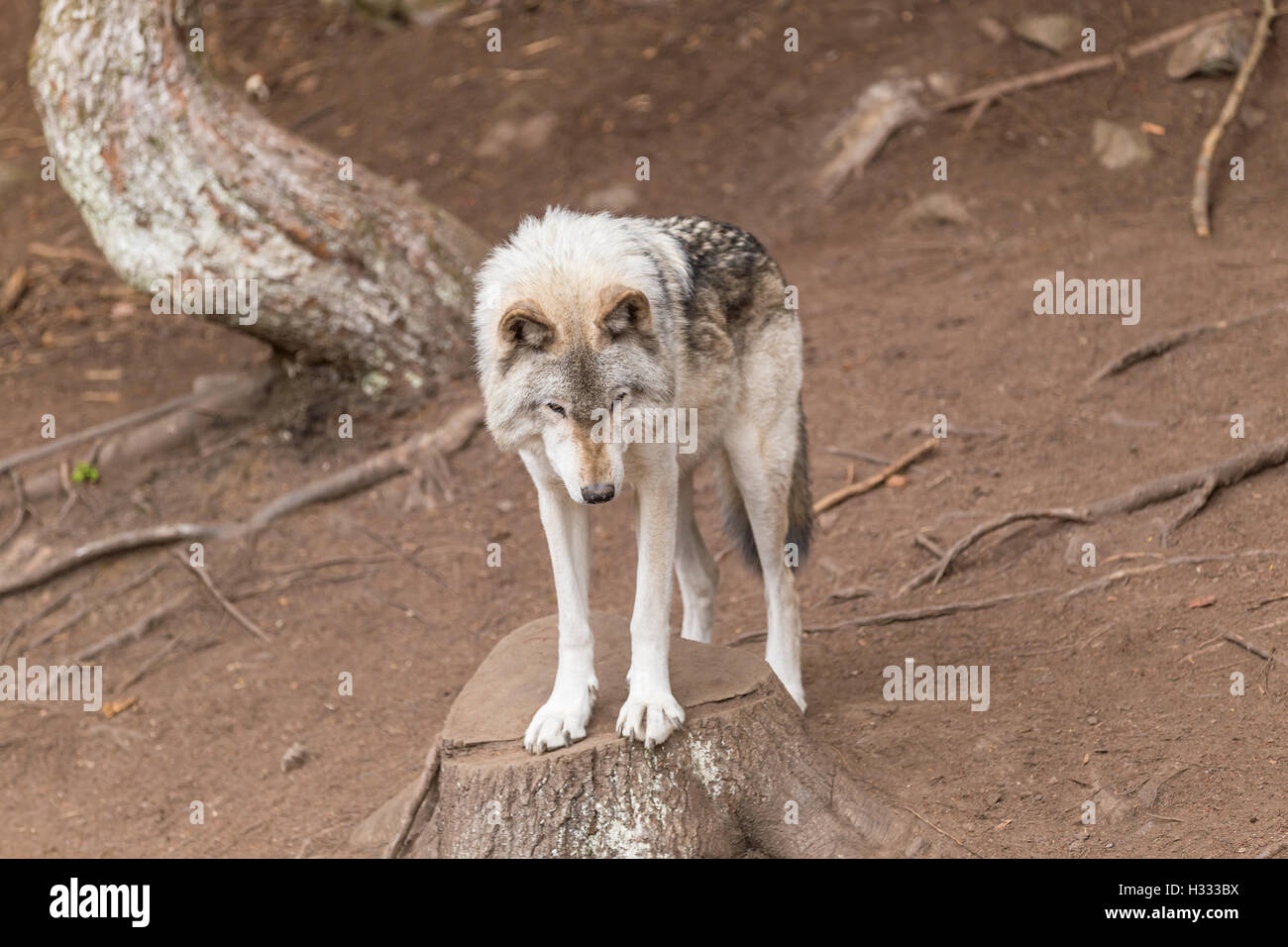 A lone timber wolf in a forest scene Stock Photo - Alamy