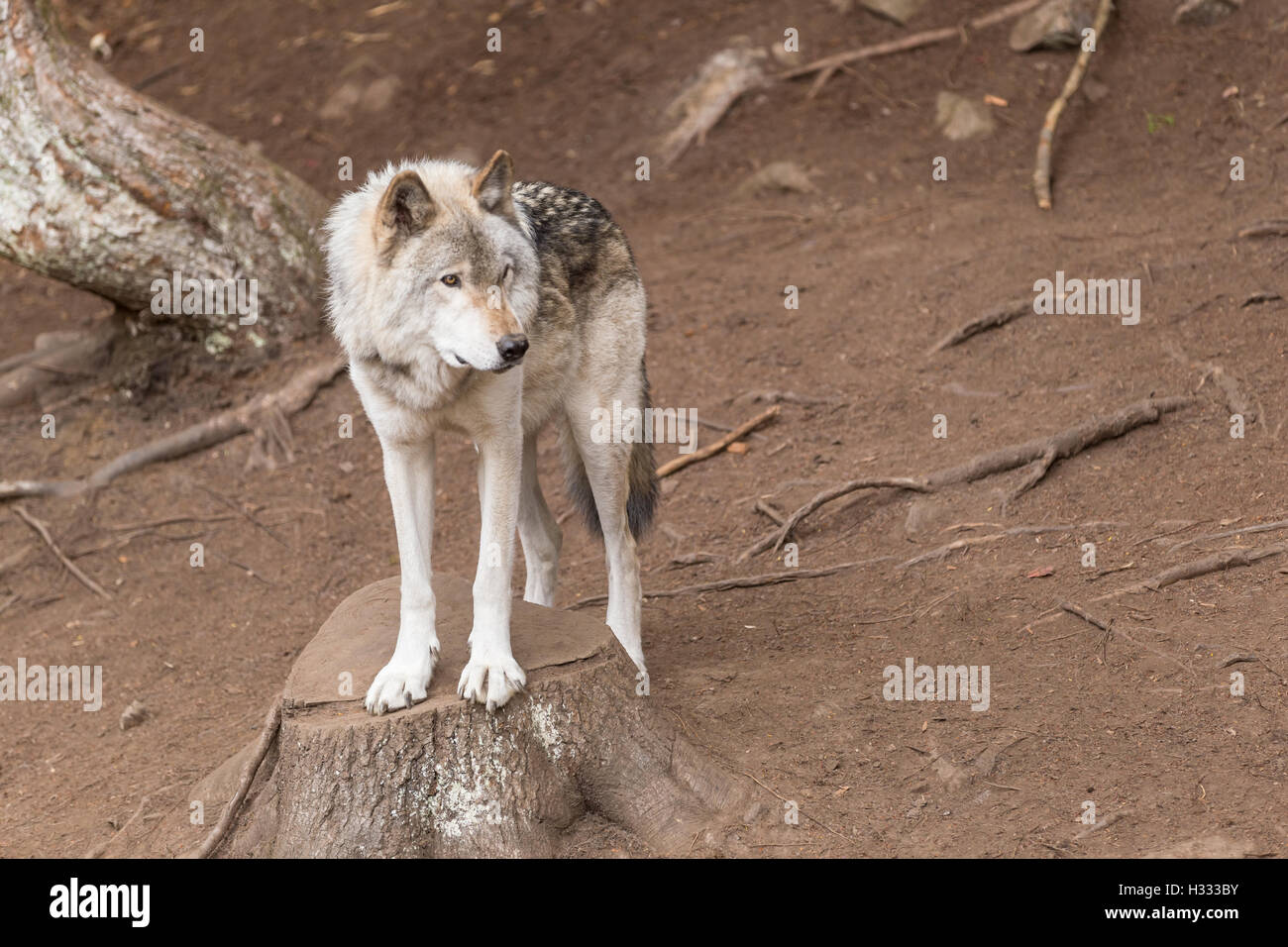A lone timber wolf in a forest scene Stock Photo - Alamy