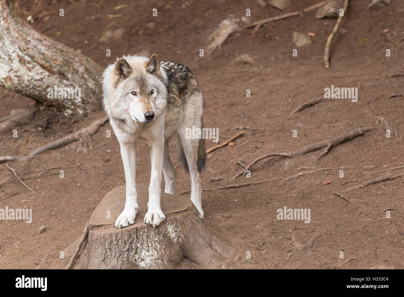 A lone timber wolf in a forest scene Stock Photo - Alamy