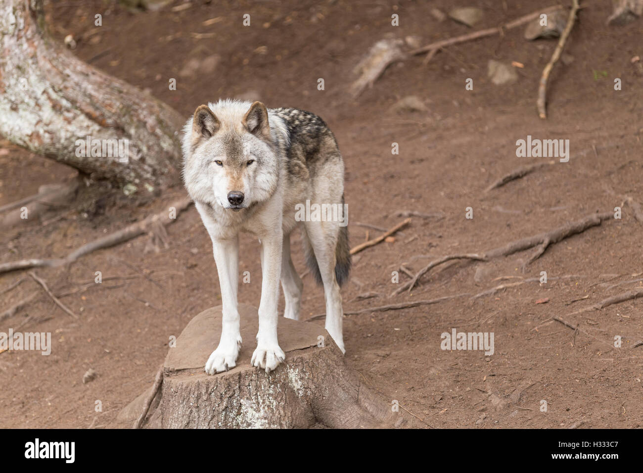 A lone timber wolf in a forest scene Stock Photo - Alamy