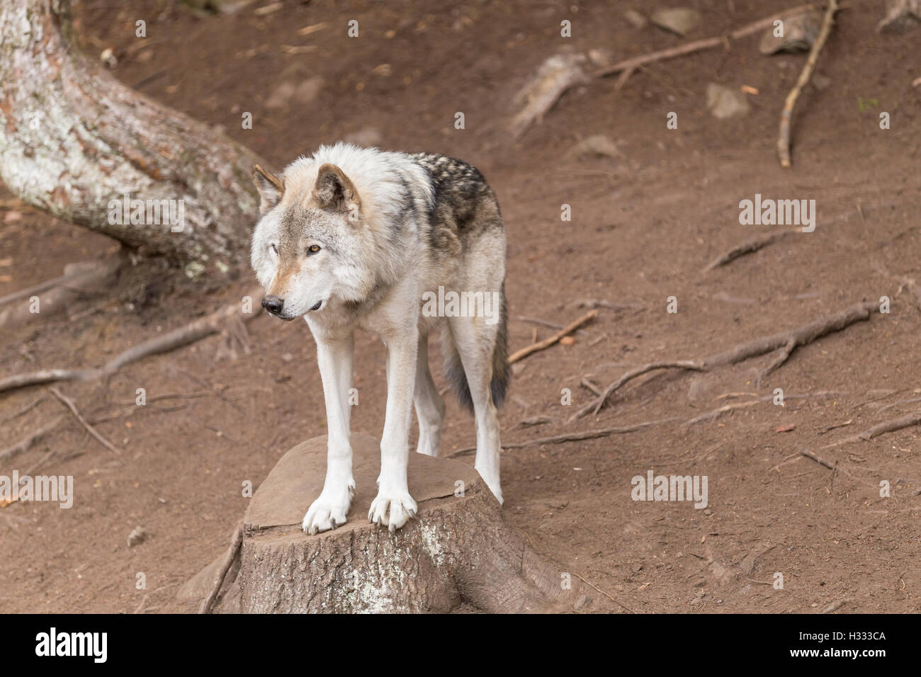 A lone timber wolf in a forest scene Stock Photo - Alamy