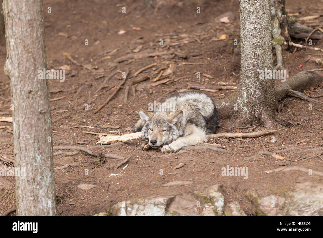 A lone timber wolf in a forest scene Stock Photo - Alamy