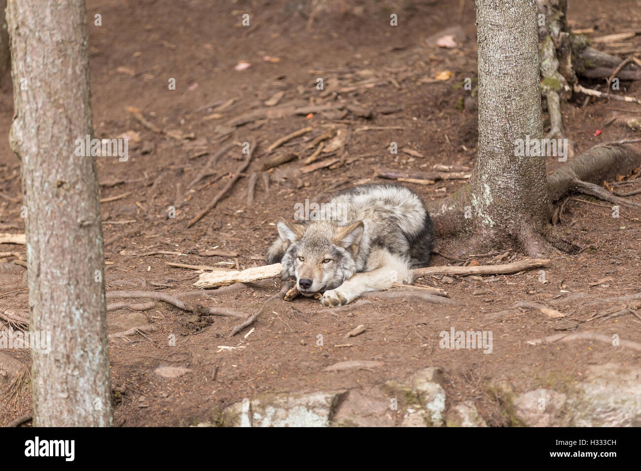 A lone timber wolf in a forest scene Stock Photo - Alamy